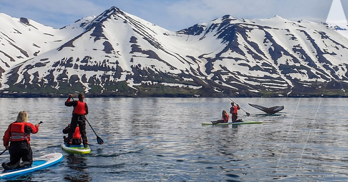 HL Adventure | Swimming with Whales in Iceland